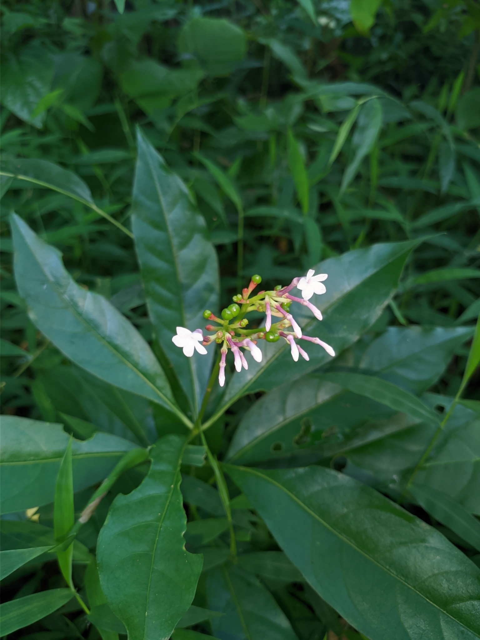 Rauvolfia serpentina (L.) Benth. ex Kurz