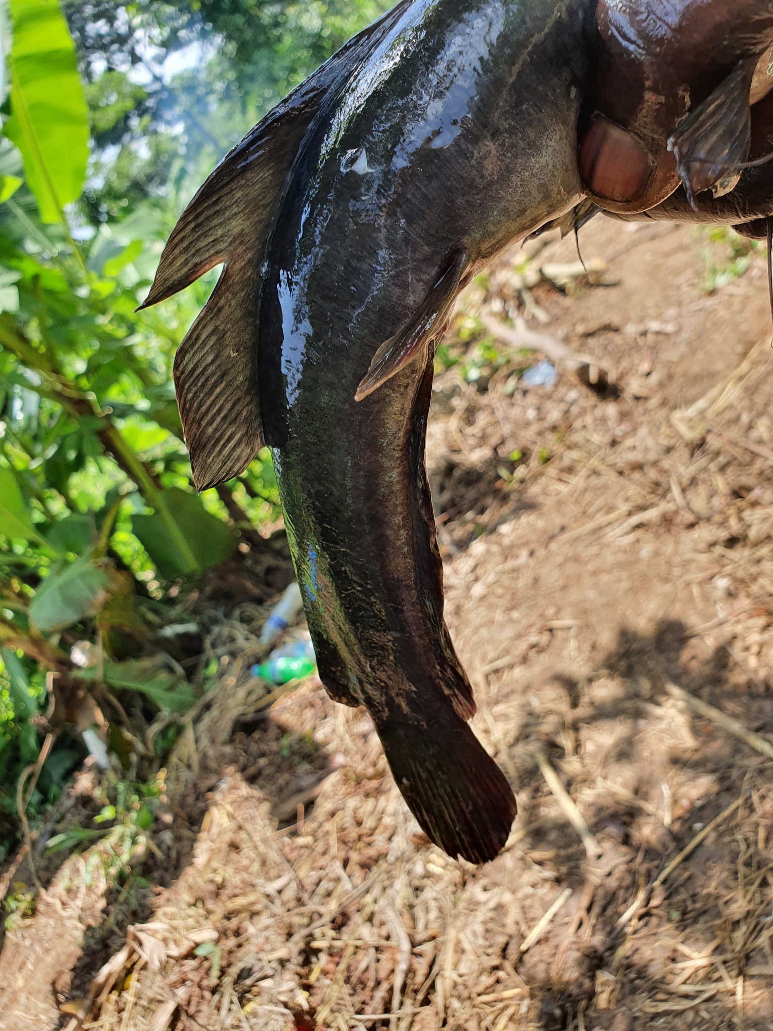 Heterobranchus isopterus Bleeker, 1863