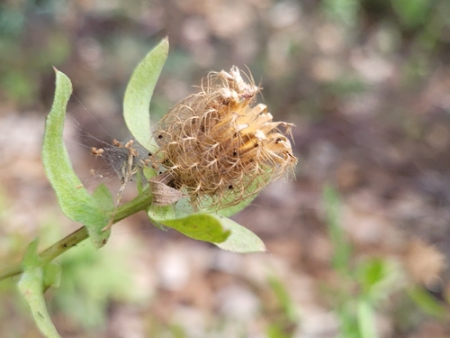 Subspecies Centaurea pectinata pectinata · iNaturalist