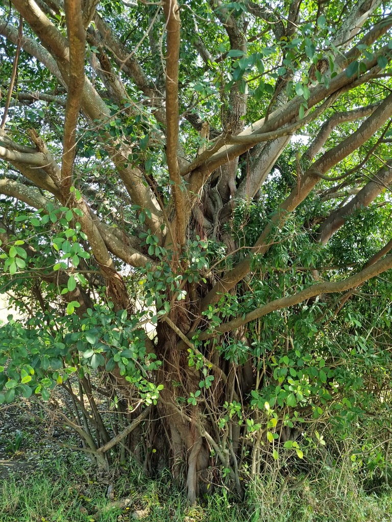 Natal fig (Ficus natalensis) - Botanical Realm