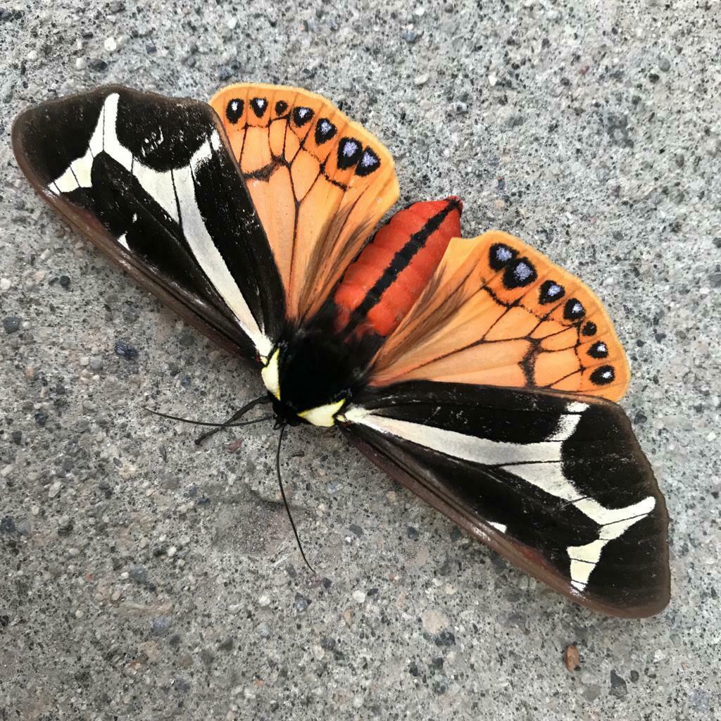 Northern Giant Flag Moth from San Pedro Cholula, MX-PU, MX on July 29 ...