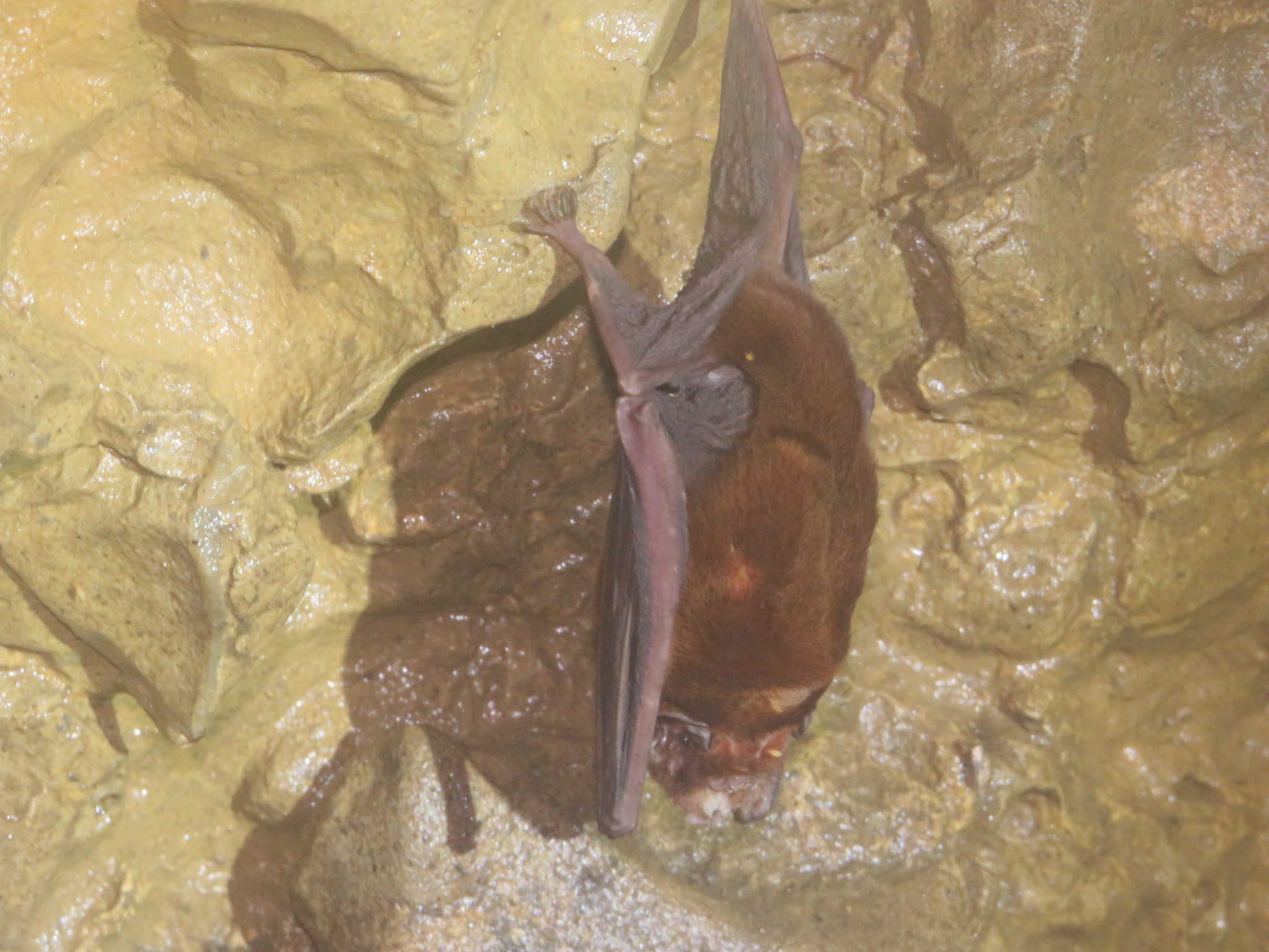 Mormoops megalophylla (Peters, 1864)