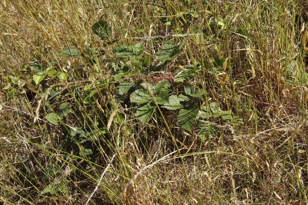brambles from Tyninghame Beach around St Baldred's Cradle, East Lothian ...
