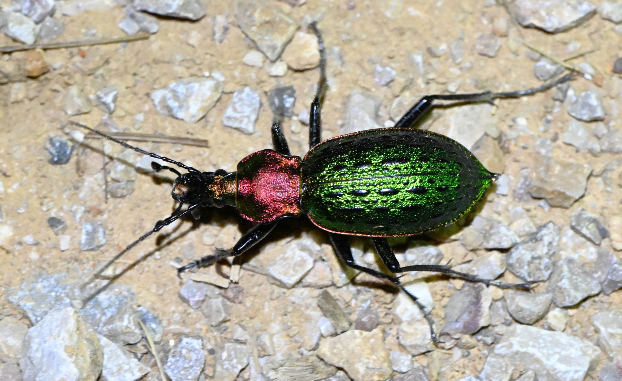 Carabus lafossei Feisthamel, 1845