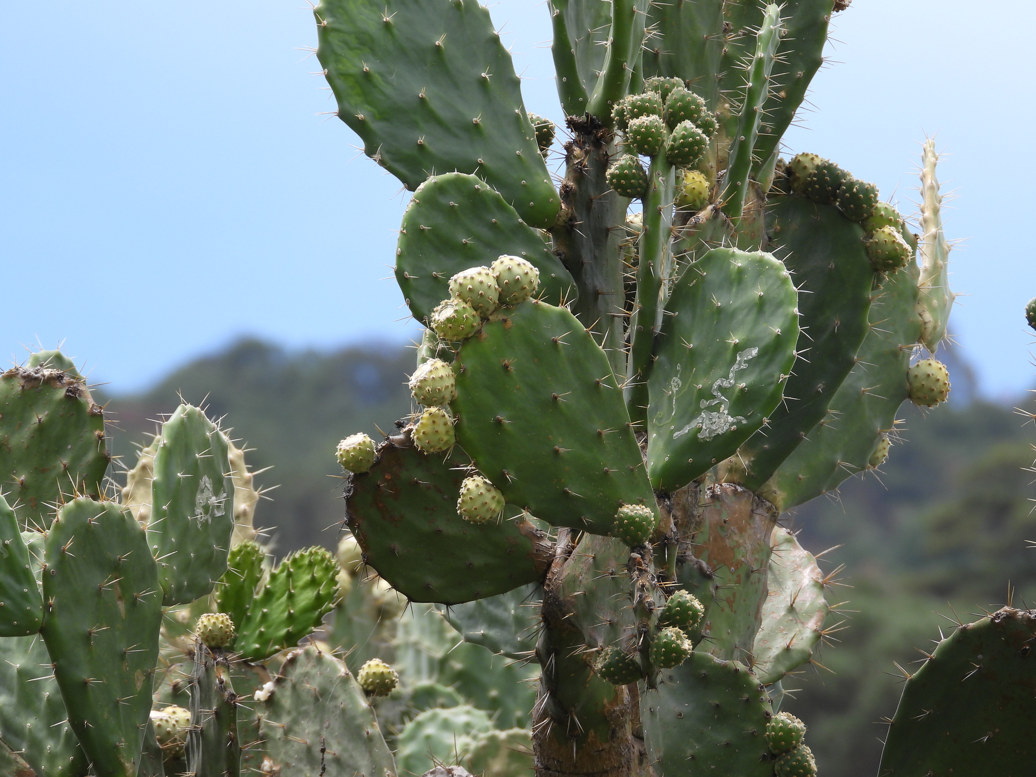 Opuntia velutina F.A.C.Weber