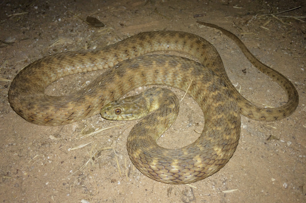 Watersnakes (Nerodia) - Snakes and Lizards