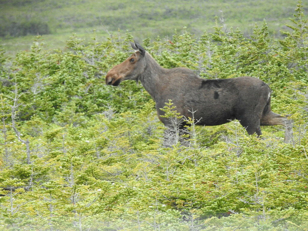 Eastern Moose (Alces alces americana) - Know Your Mammals