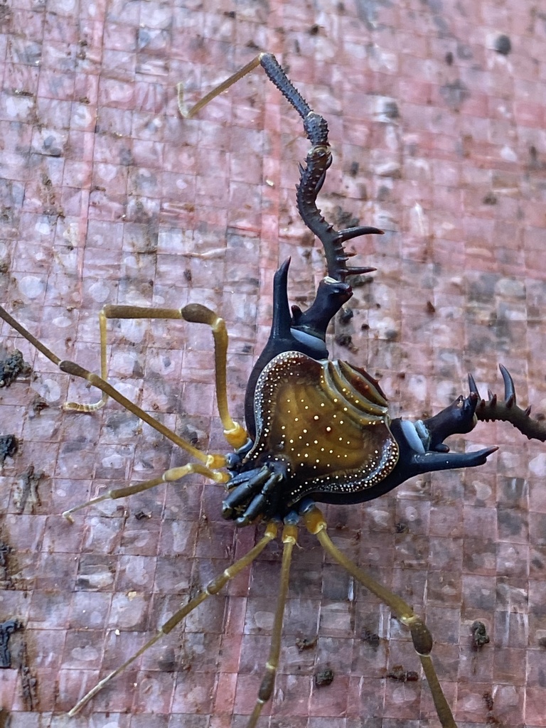 Sadocus asperatus from Esperanza, Tomé, Biobío, CL on July 29, 2022 at ...
