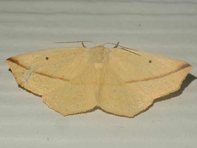 Yellow Slant-line from Jamaica Bay Wildlife Refuge, Queens, NY, USA on ...