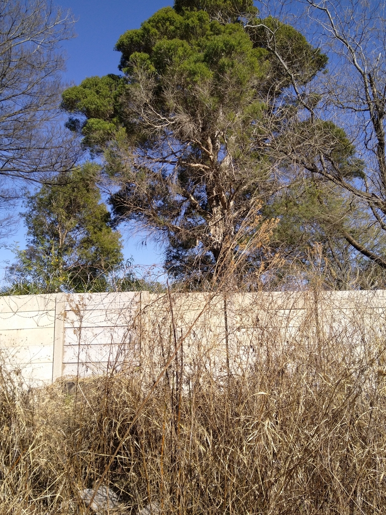 Aleppo pine from Carletonville, 2499, South Africa on July 29, 2022 at ...