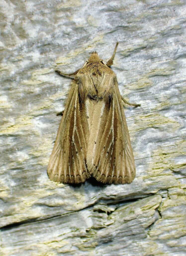 Brown-streaked Rustic Moth from Le Rocher-Percé, Québec, Canada on July ...