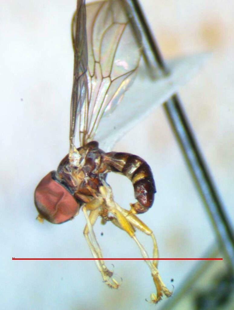 Cephalops from Finca El progreso, Volcan Mombacho, Nicaragua on ...