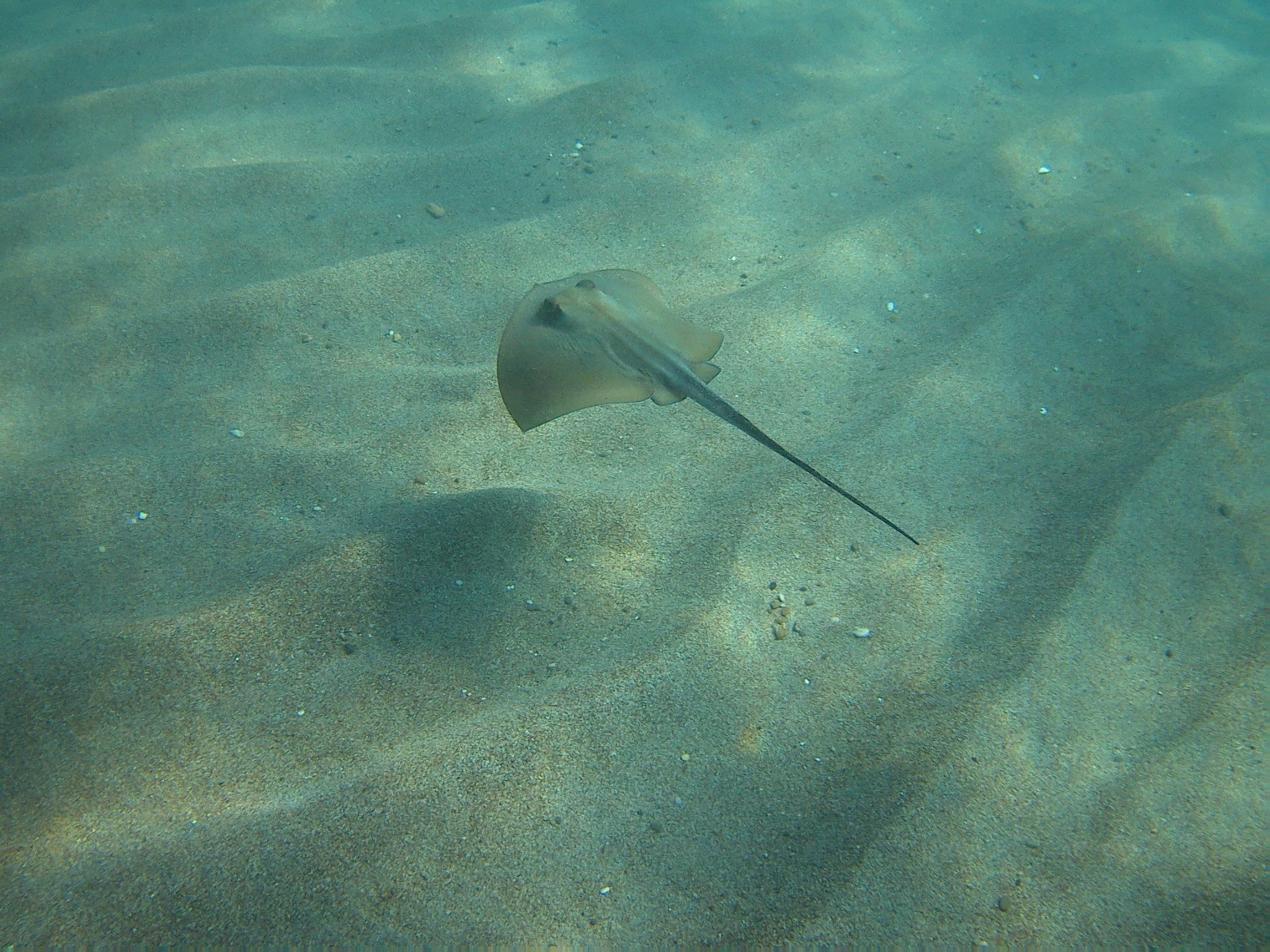 Dasyatis pastinaca (Linnaeus, 1758)