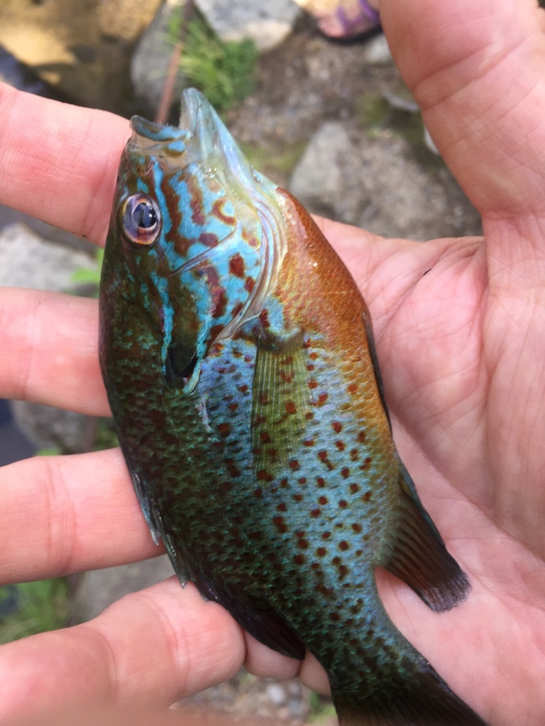 Common Sunfishes from Bristol Bay, Alexandria, NH, US on July 27, 2022 ...