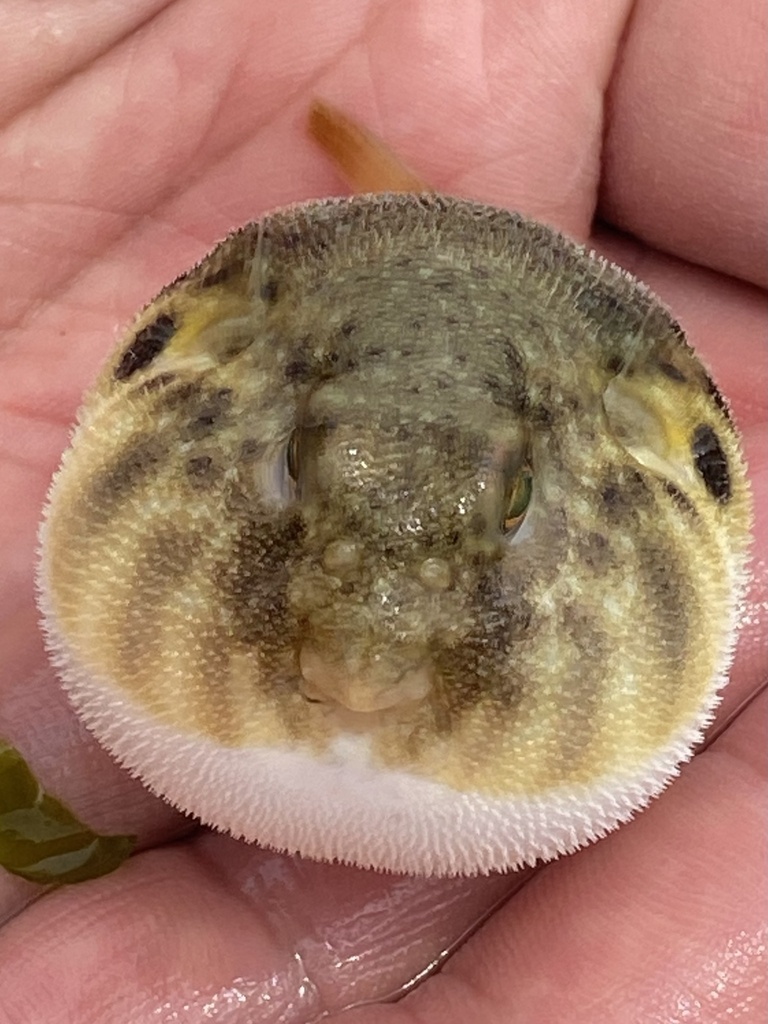 Northern Puffer (Sphoeroides maculatus) - Marine Life Identification