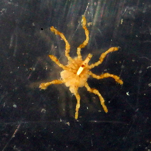 Genus Achelia · iNaturalist
