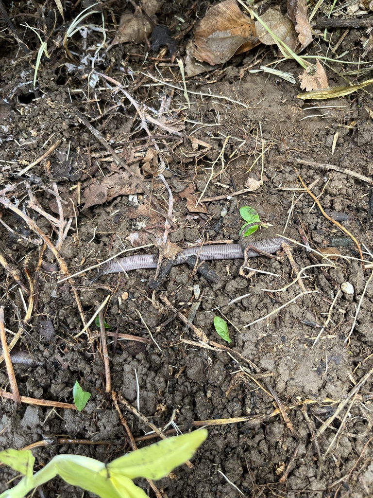 Blind Worm Lizard from El Yunque National Forest, Luquillo, Puerto Rico ...