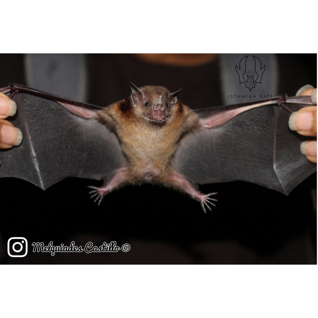 Luis's Yellow-shouldered Bat from Provincia de Darién, Panamá on April ...