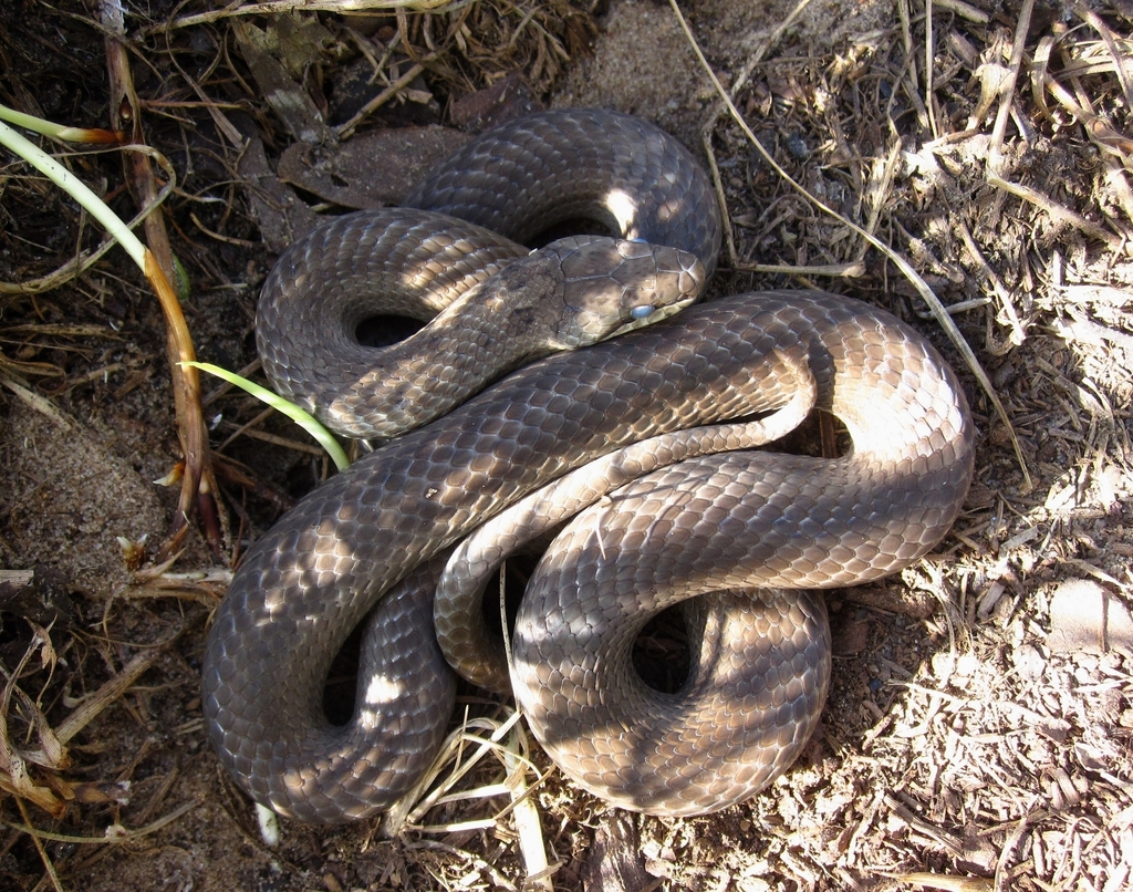 Smooth Snake from Chuvashia Republic, Russia, 428011 on July 27, 2022 ...
