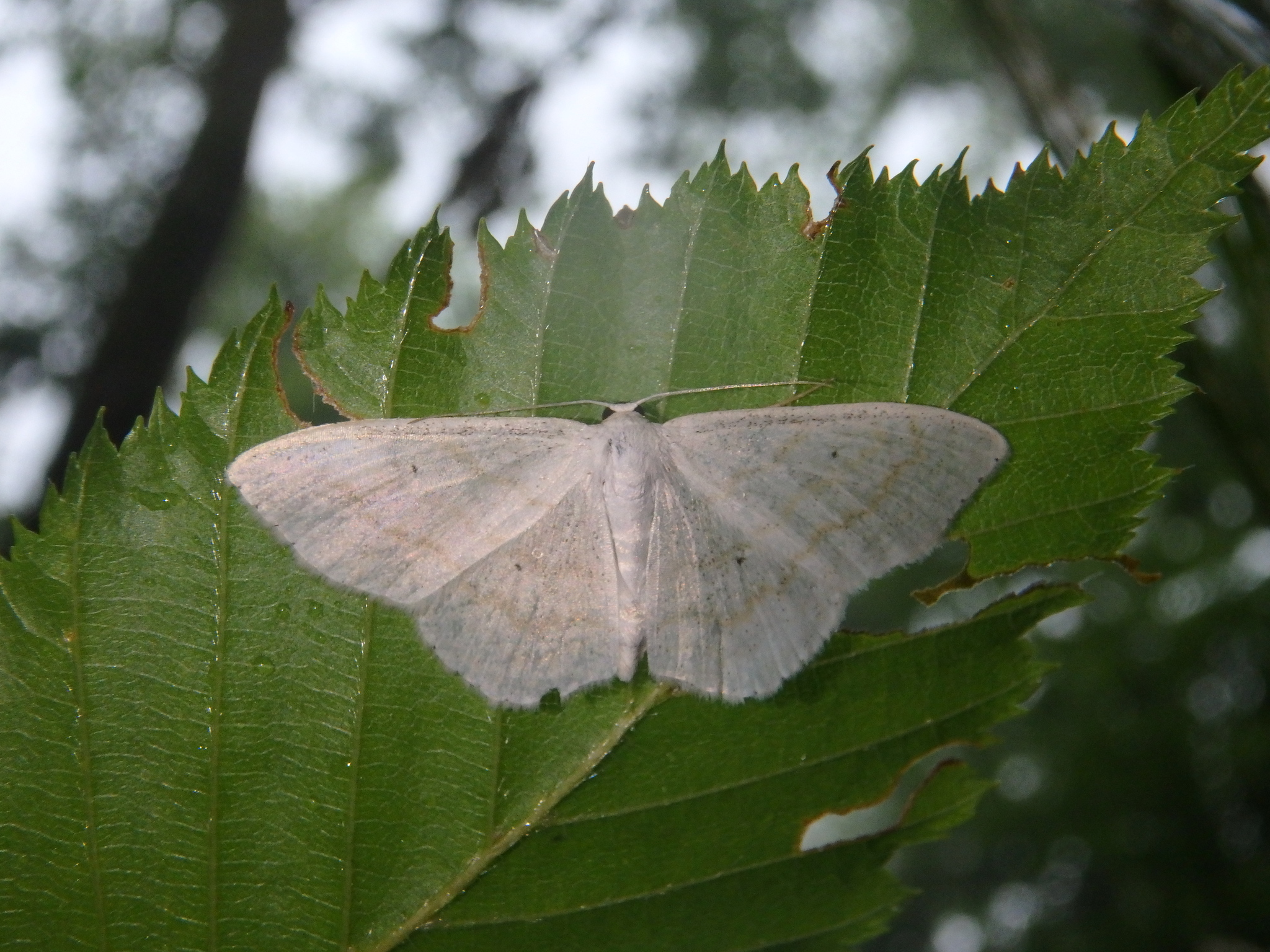 Scopula subpunctaria (Herrich-Schäffer, 1847)