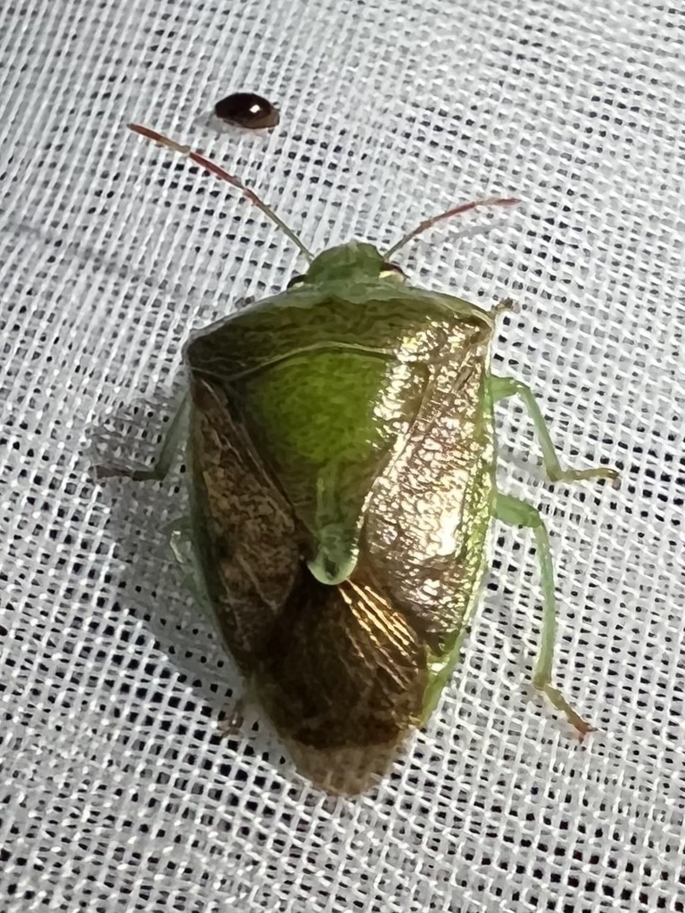 Banasa from N Boone Rd, Columbia Station, OH, US on July 28, 2022 at 10 ...