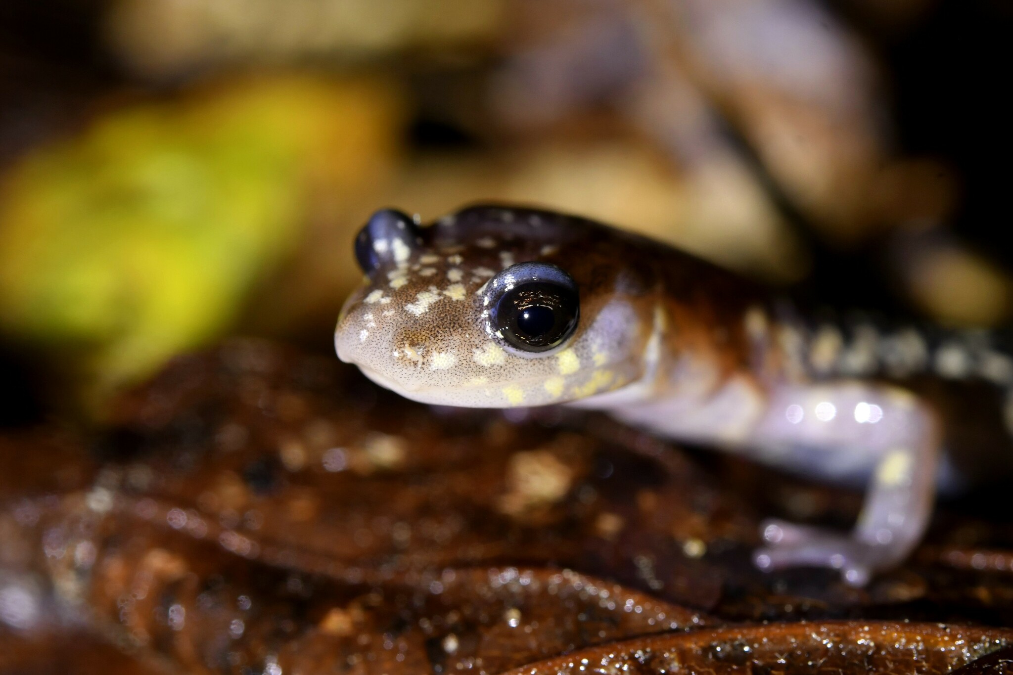 Plethodon punctatus Highton, 1972