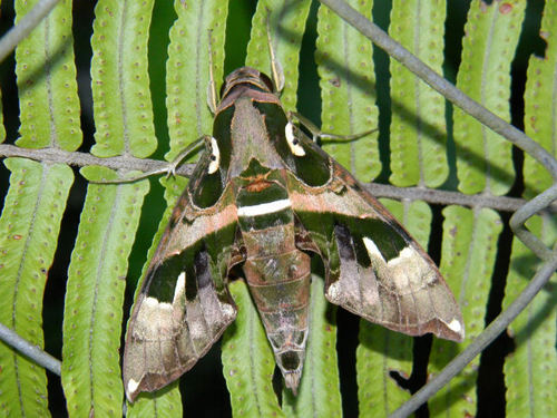 Nipa-Kutubu Check List · iNaturalist NZ