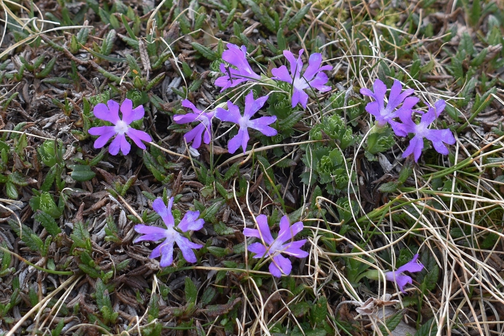 Fairy Primrose from Croda da Lago, Cortina d'Ampezzo, Province of ...