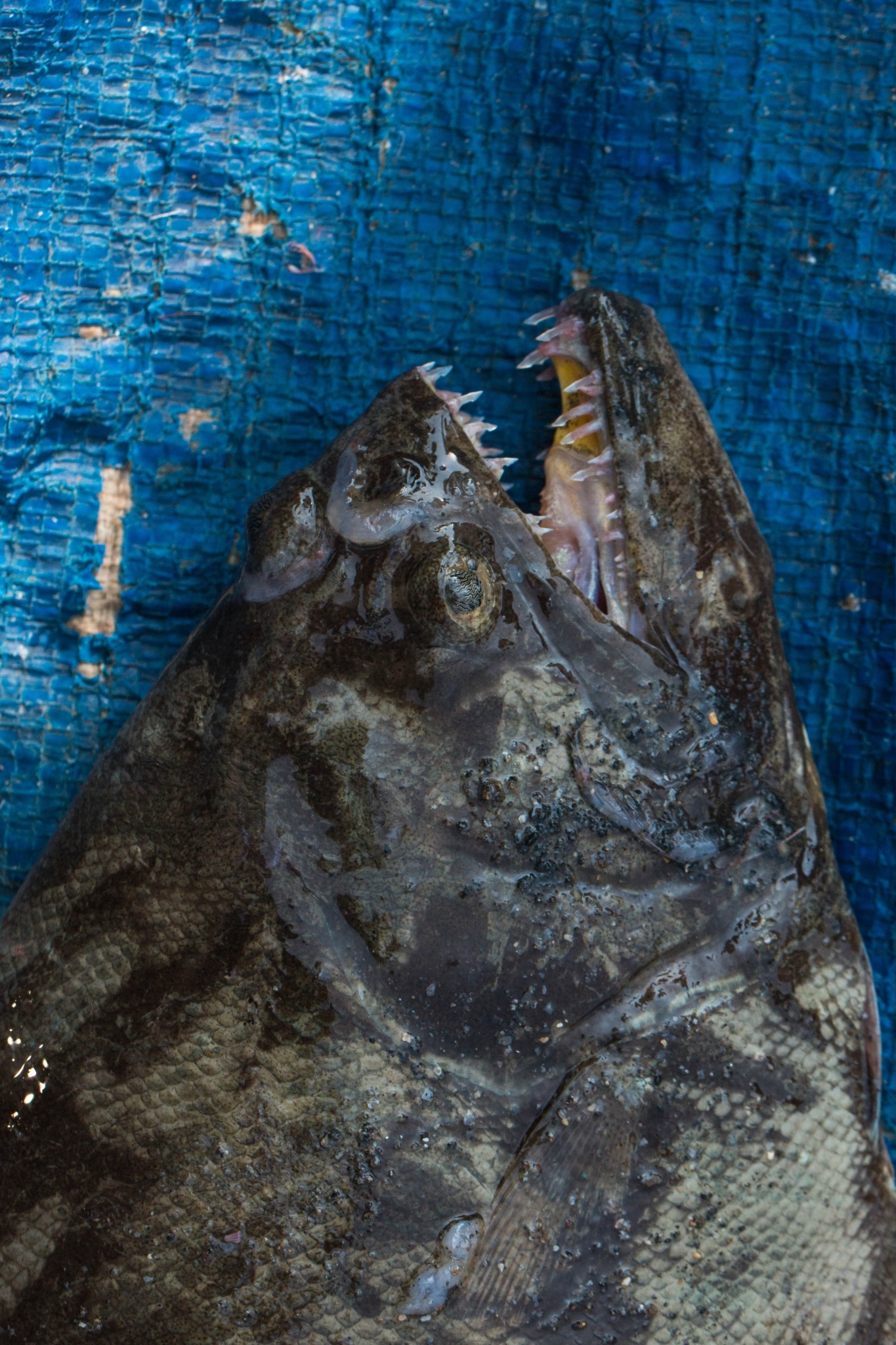 Psettodes Bennett, 1831