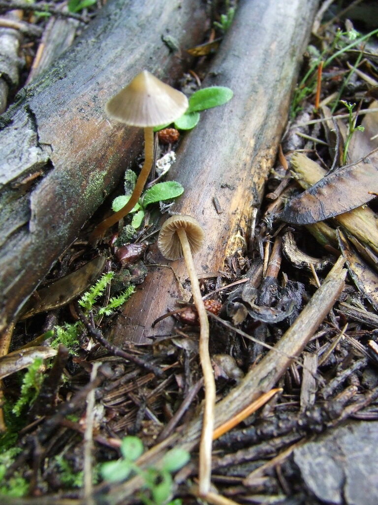 Psilocybe pelliculosa from south whidbey island wa on December 22, 2020 ...