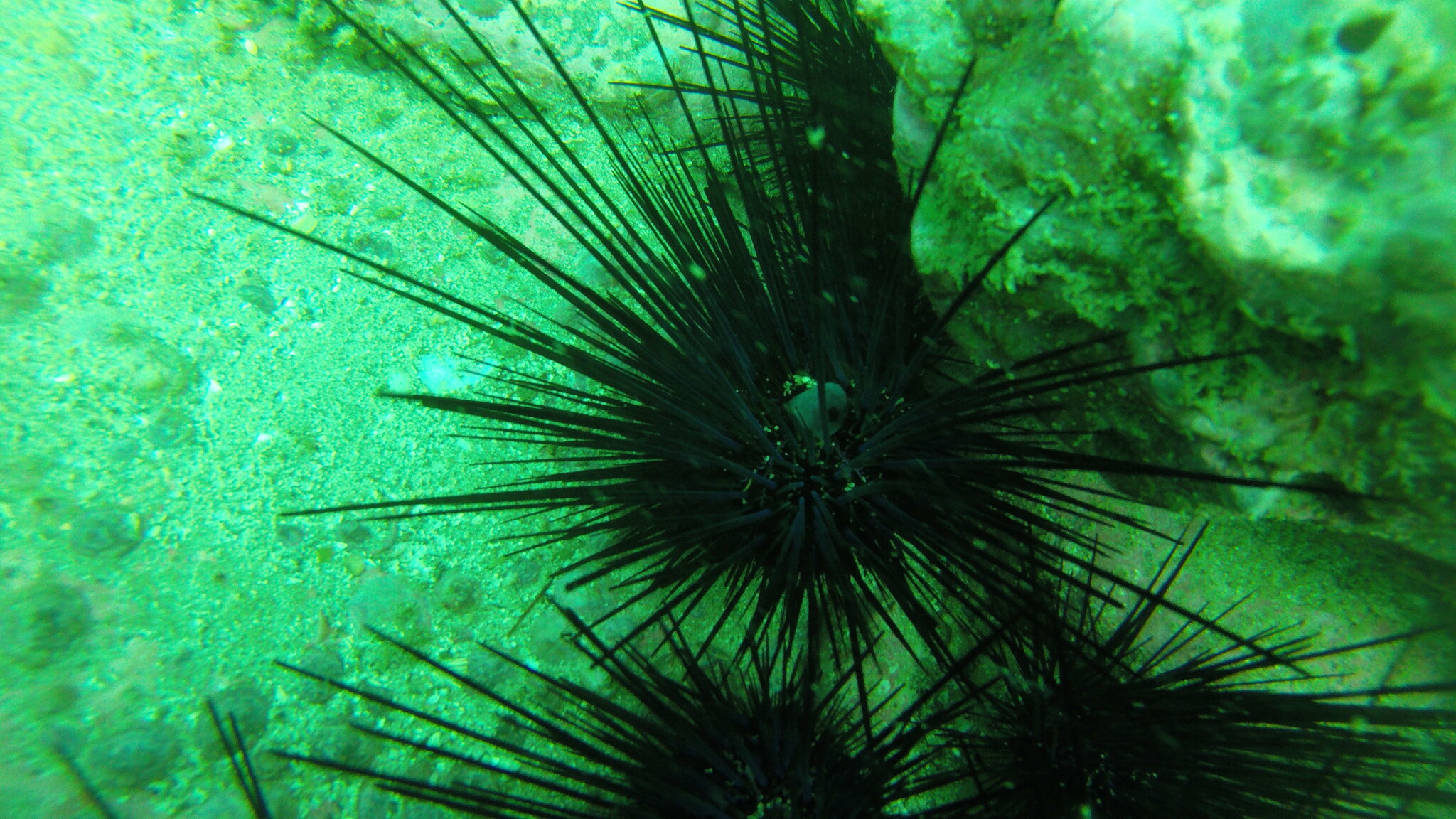 Diadema mexicanum A.Agassiz, 1863
