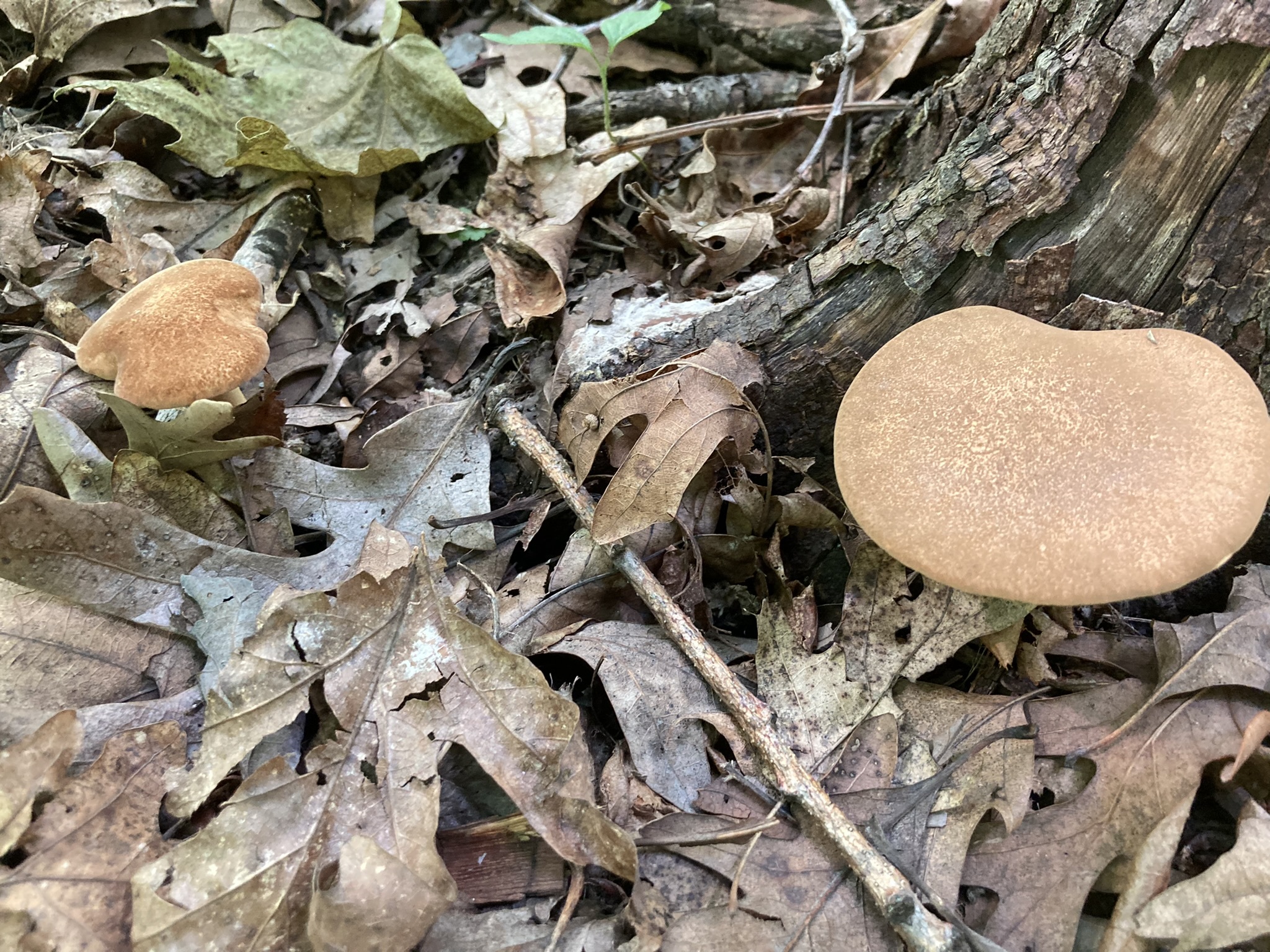 Polyporus radicatus Schwein.