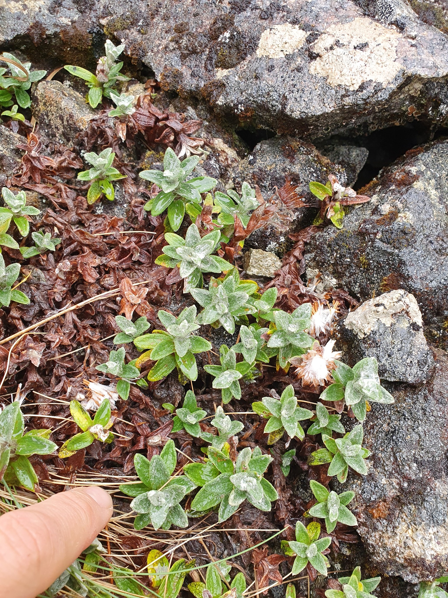 Haastia sinclairii Hook.fil.