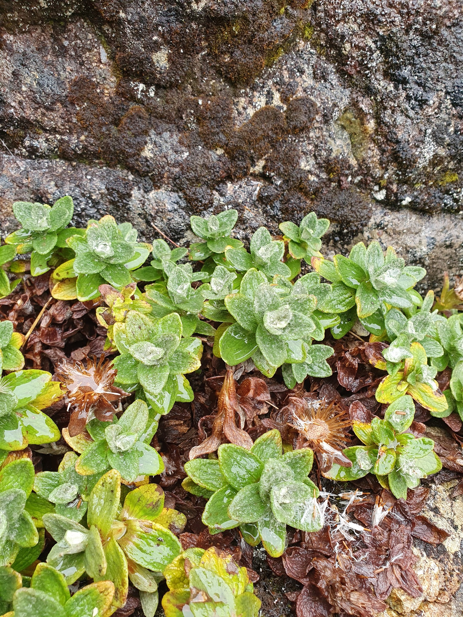 Haastia sinclairii Hook.fil.