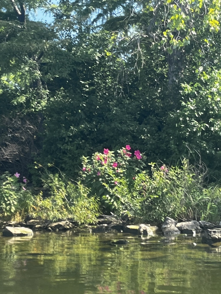 swamp rose mallow from Alum Creek Lake, Delaware, OH, US on July 29 ...
