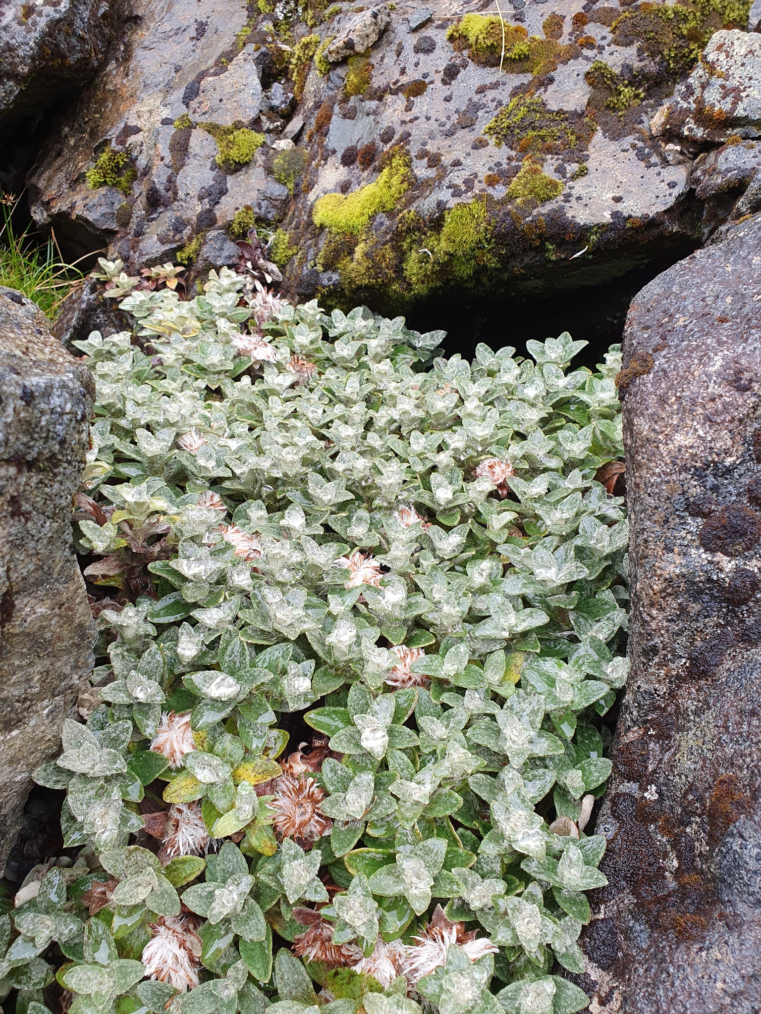 Haastia sinclairii Hook.fil.