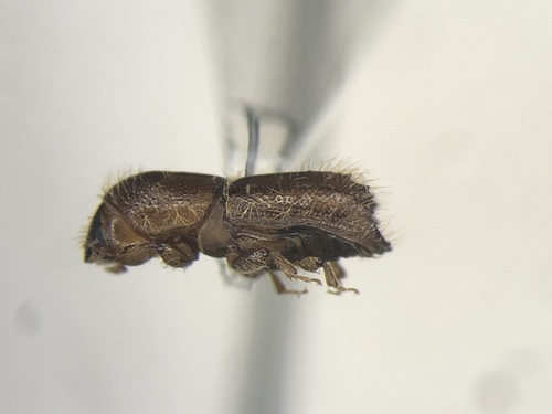 Ips borealis · NaturaLista Colombia