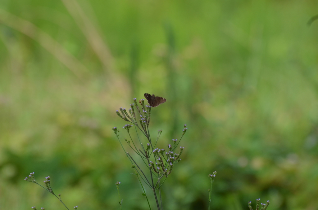 Cloudywings from Richton, MS 39476, USA on July 21, 2018 at 09:20 AM by ...
