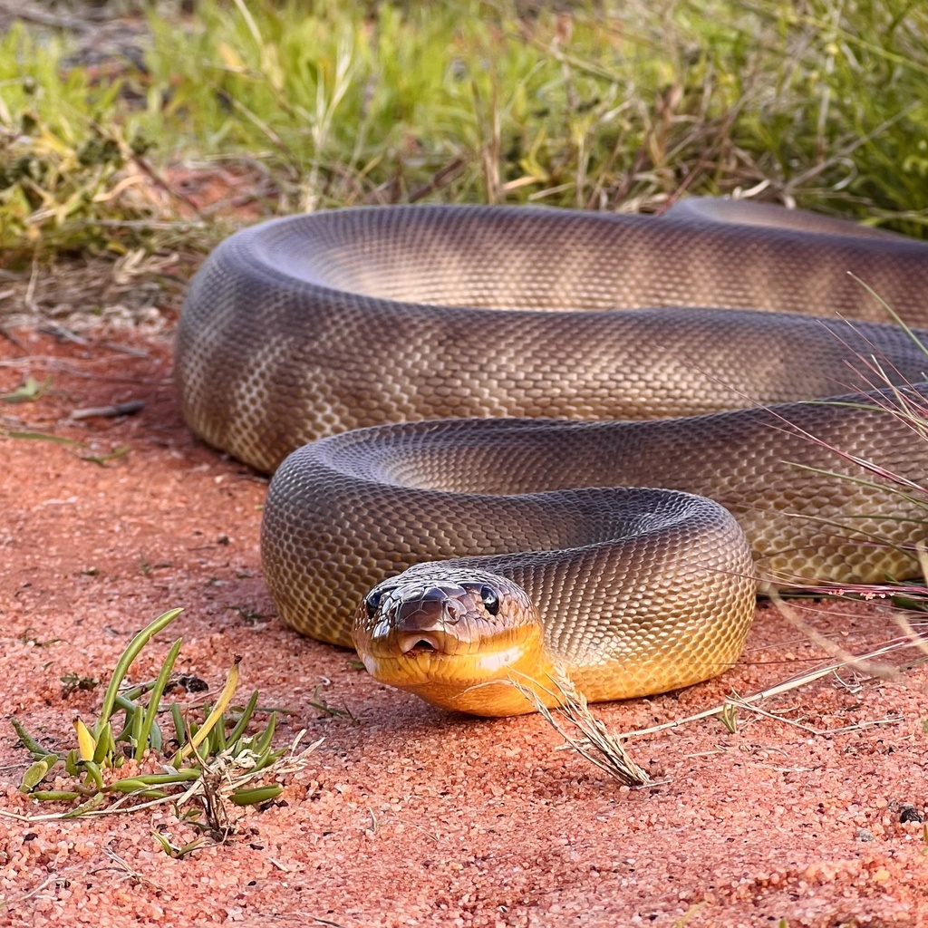 Woma Python in June 2022 by Tom Hunt · iNaturalist