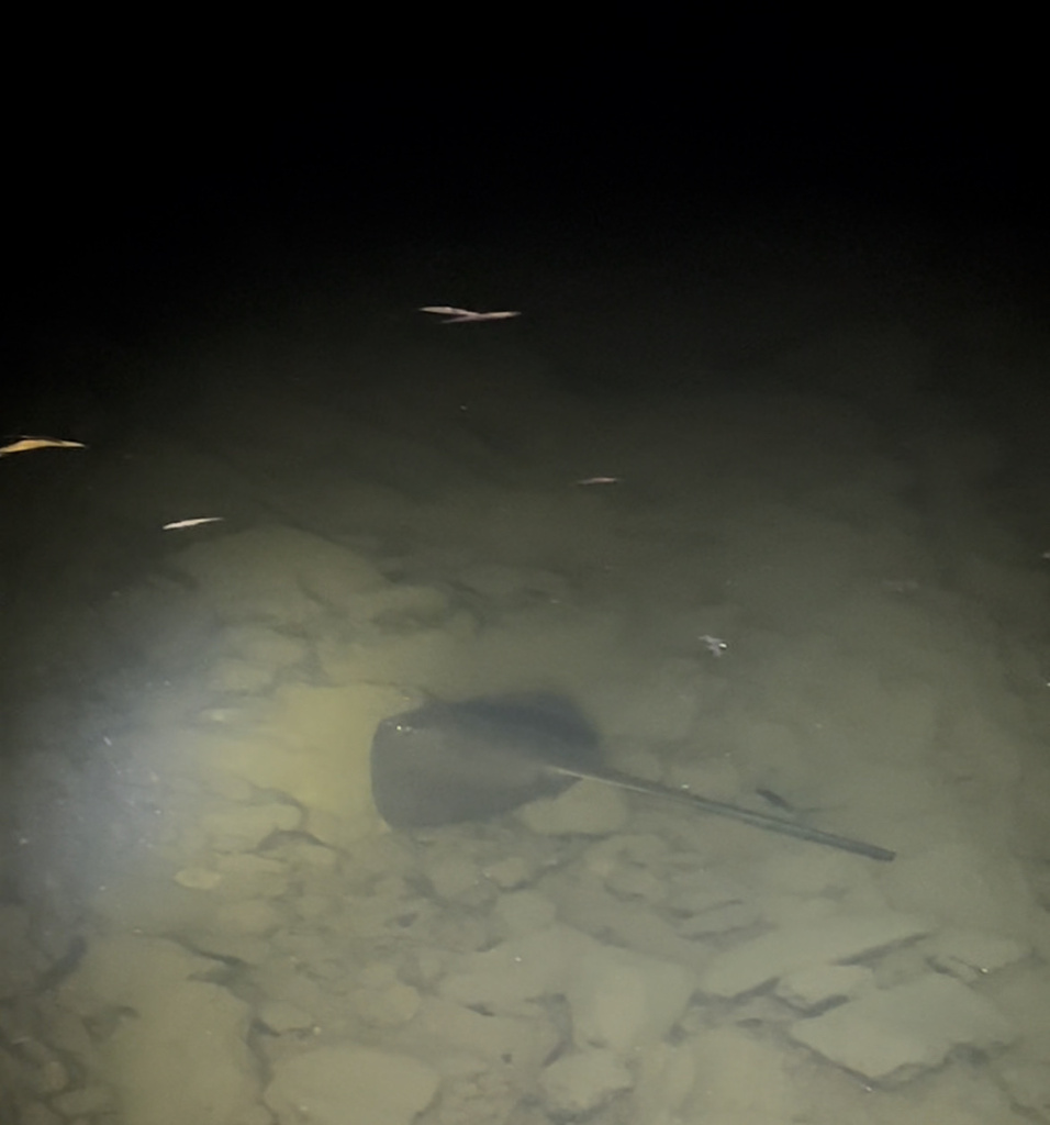 Freshwater Whipray (Urogymnus dalyensis) - Marine Life Identification