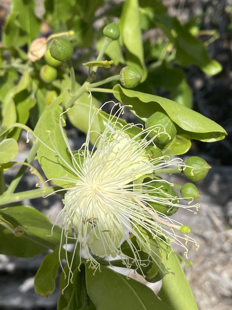 Capparis lucida from Wangetti, QLD, AU on July 30, 2022 at 11:11 AM by ...