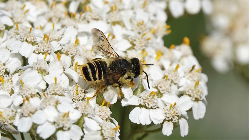 Megachile fidelis from Nanaimo, BC, Canada on July 29, 2022 at 03:36 PM ...