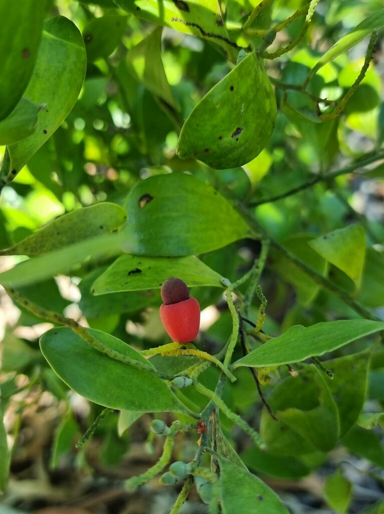Broad Leaved Native Cherry from Mackay QLD, Australia on July 30, 2022 ...