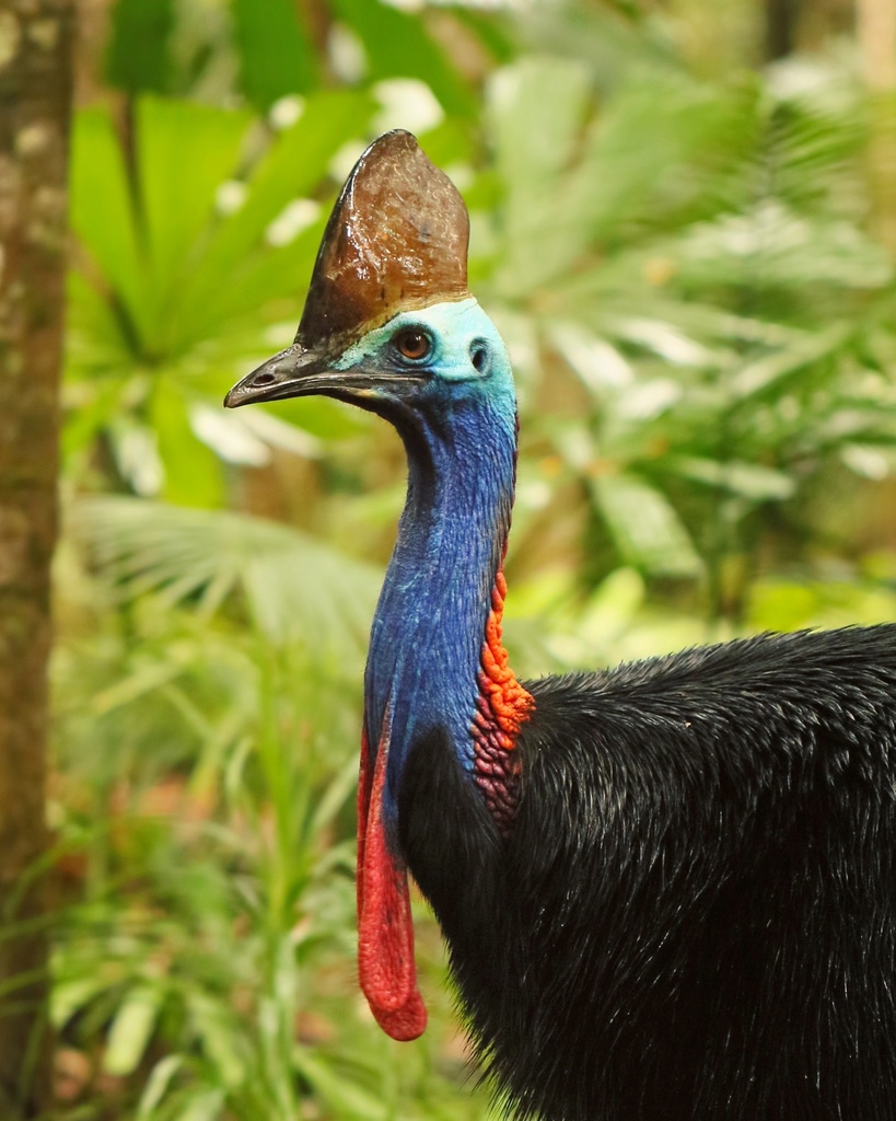 Cassowaries (Casuarius) - Avian Discovery