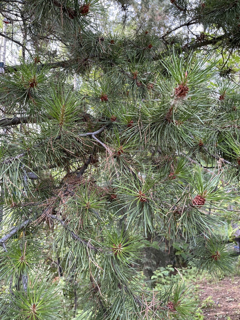 lodgepole pine from De Pauw Dr, Fairbanks, AK, US on July 29, 2022 at ...