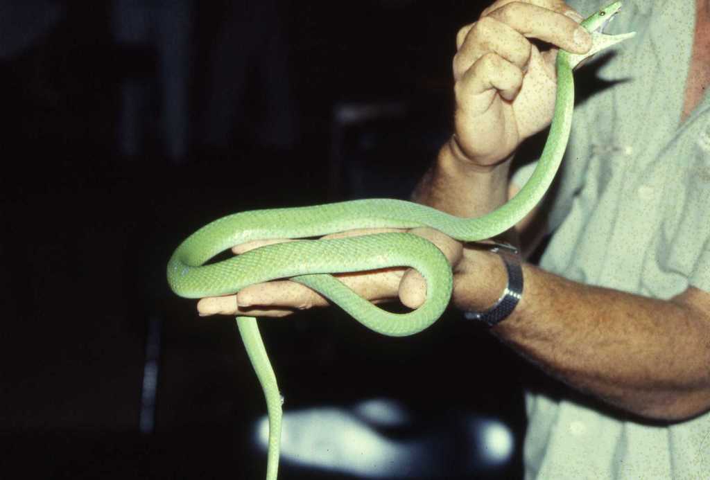 Cobra Mamba Verde Boca Azul