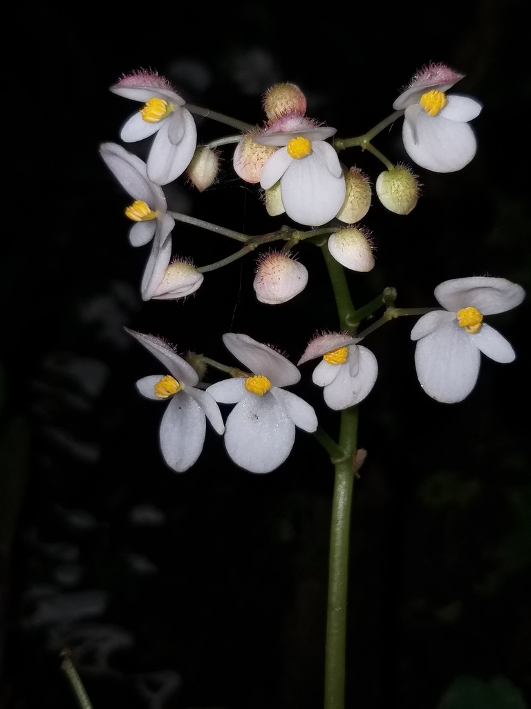 Begonia josephi from Trongsa, Bhutan on September 15, 2020 at 05:25 PM ...