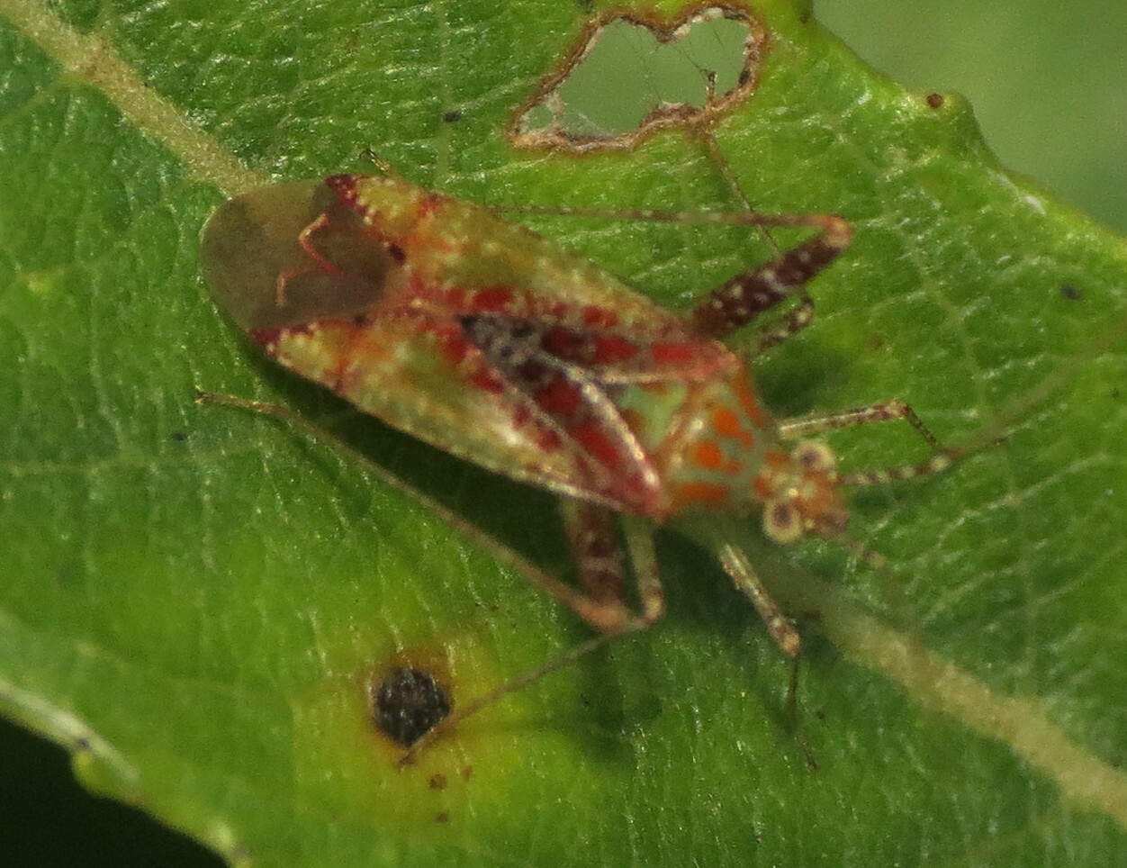Phytocoris tibialis Reuter, 1876