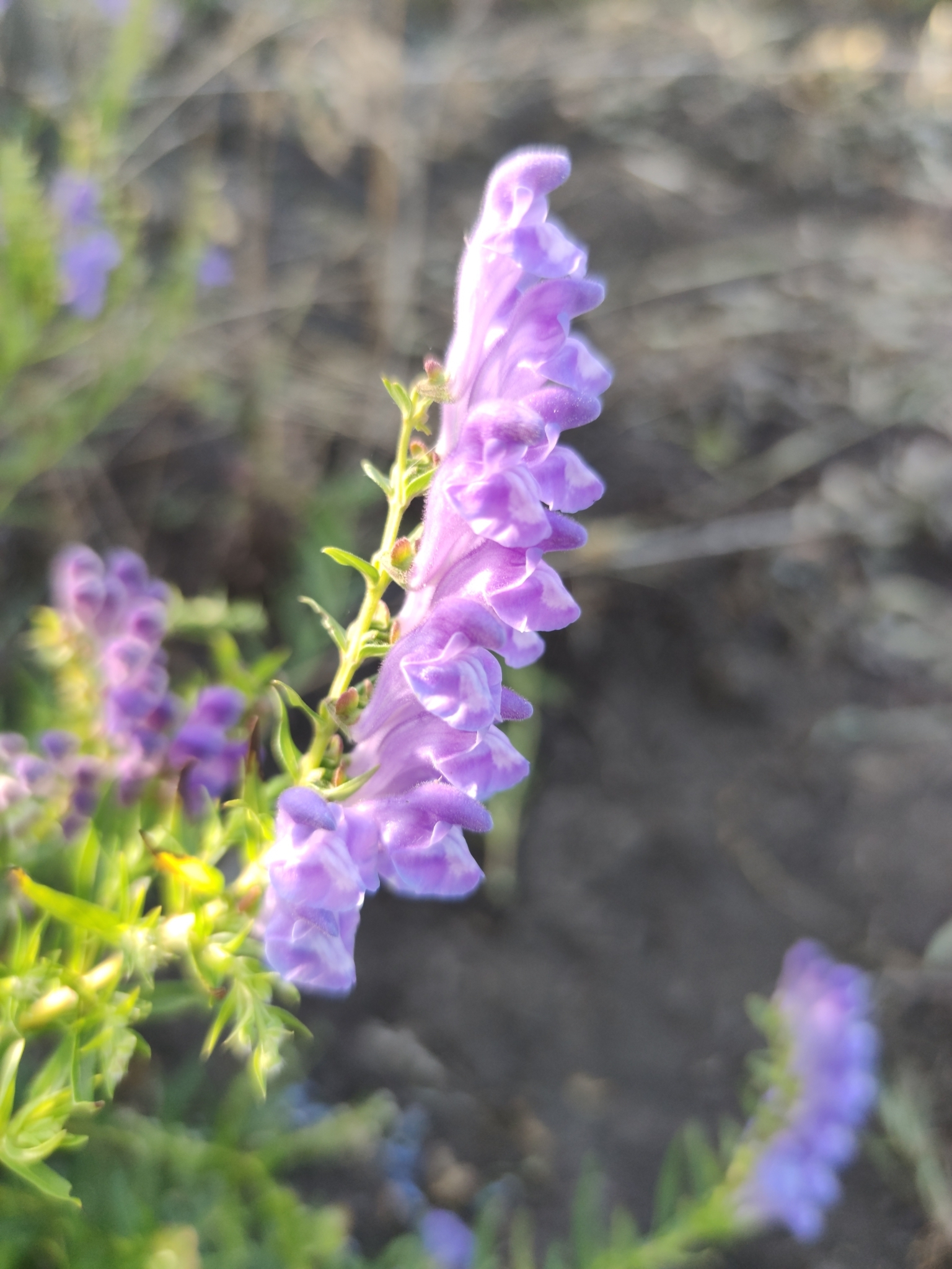 Scutellaria baicalensis Georgi