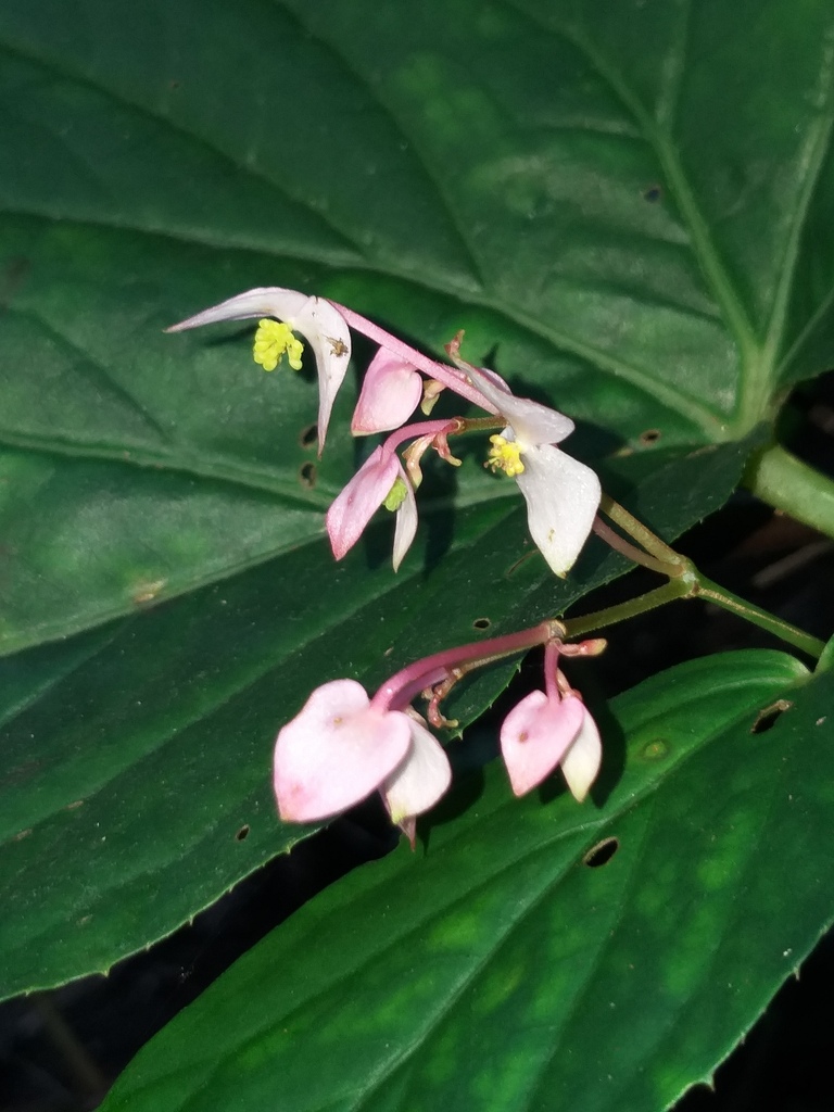 Begonia nepalensis from Sarpang, Bhutan on November 1, 2020 at 03:15 PM ...
